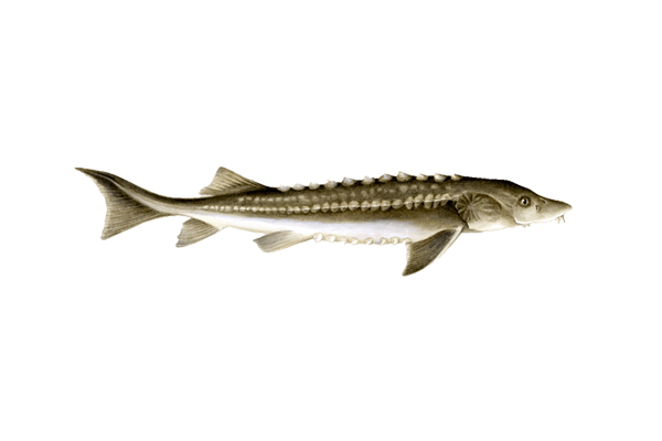 Track an assessment | Seafood Watch