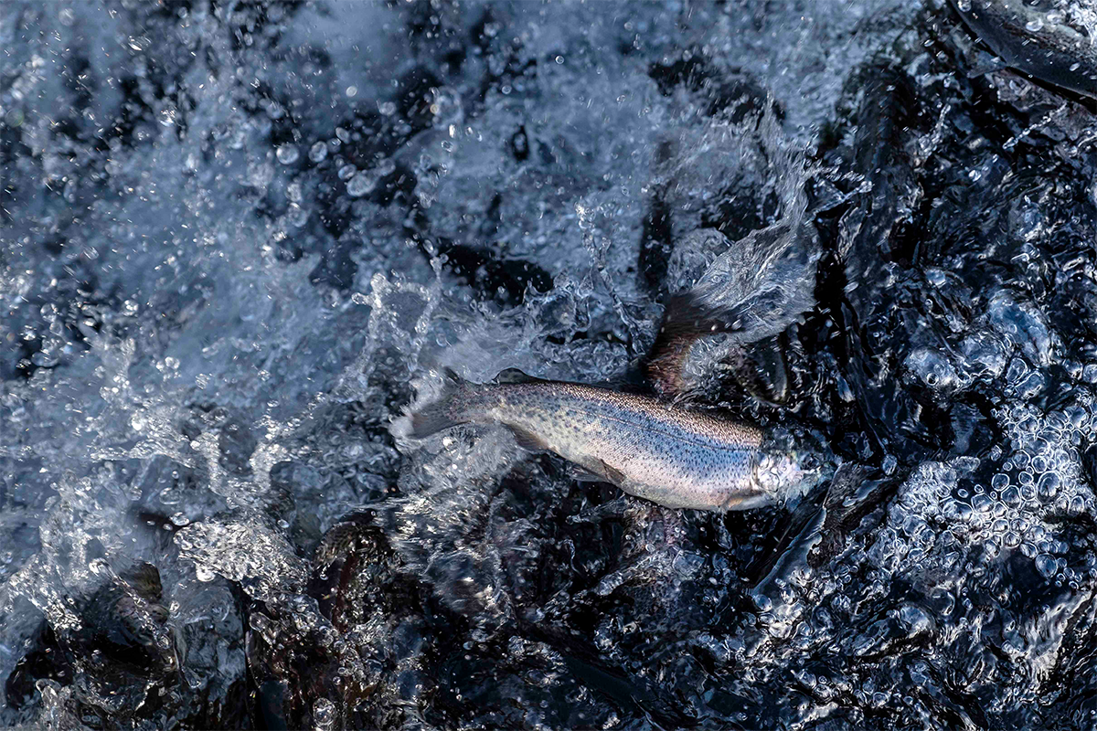 Rearing rainbows | Stories | Seafood Watch