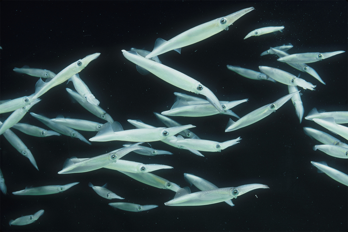 California market squid are rated a green Best Choice | Stories ...