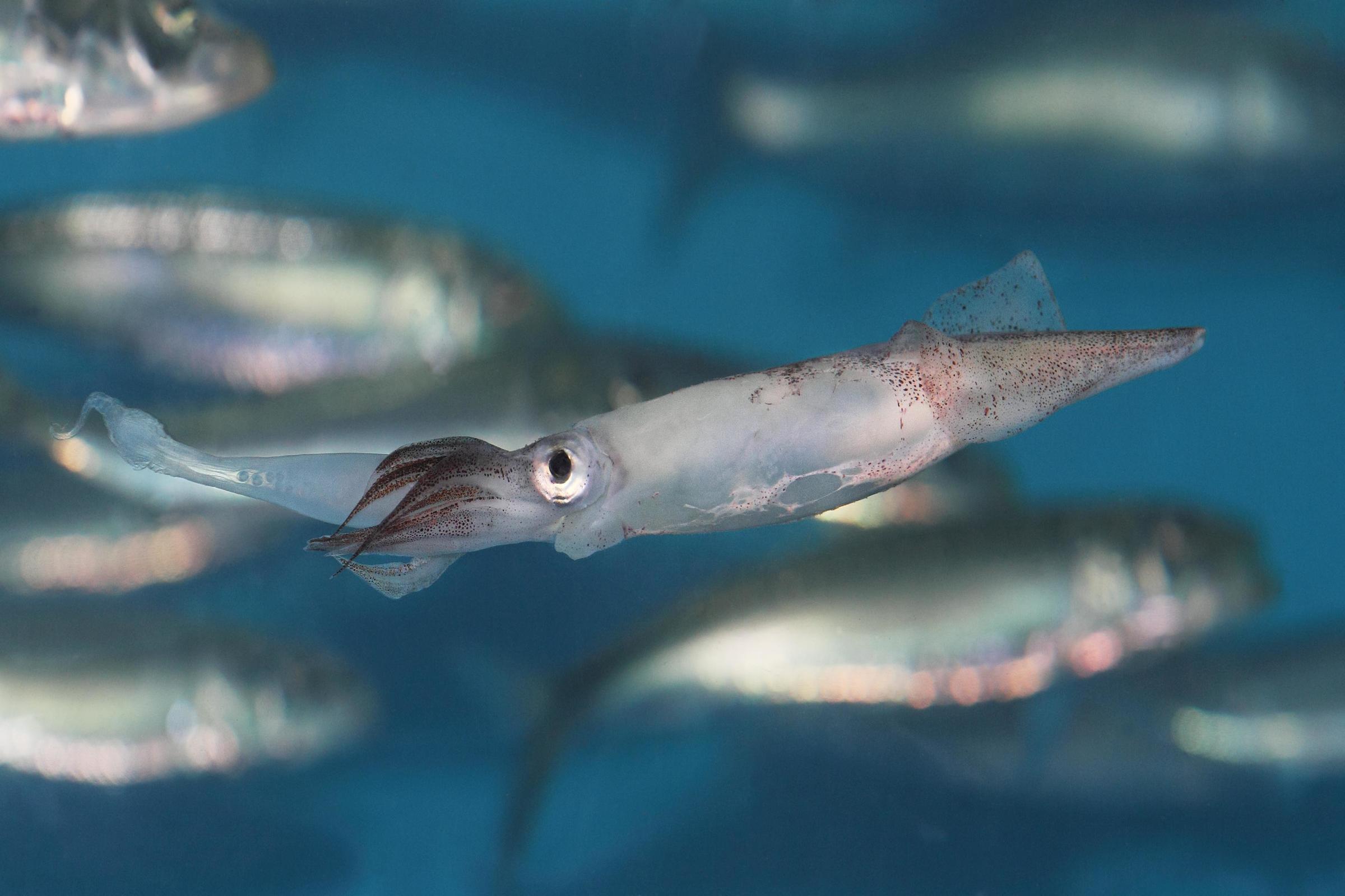 California market squid are rated a green Best Choice | Stories ...