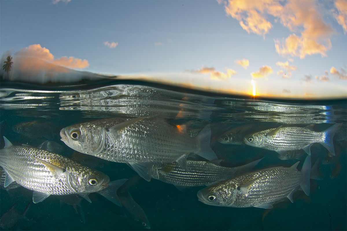 Five facts about striped mullet | Stories | Seafood Watch