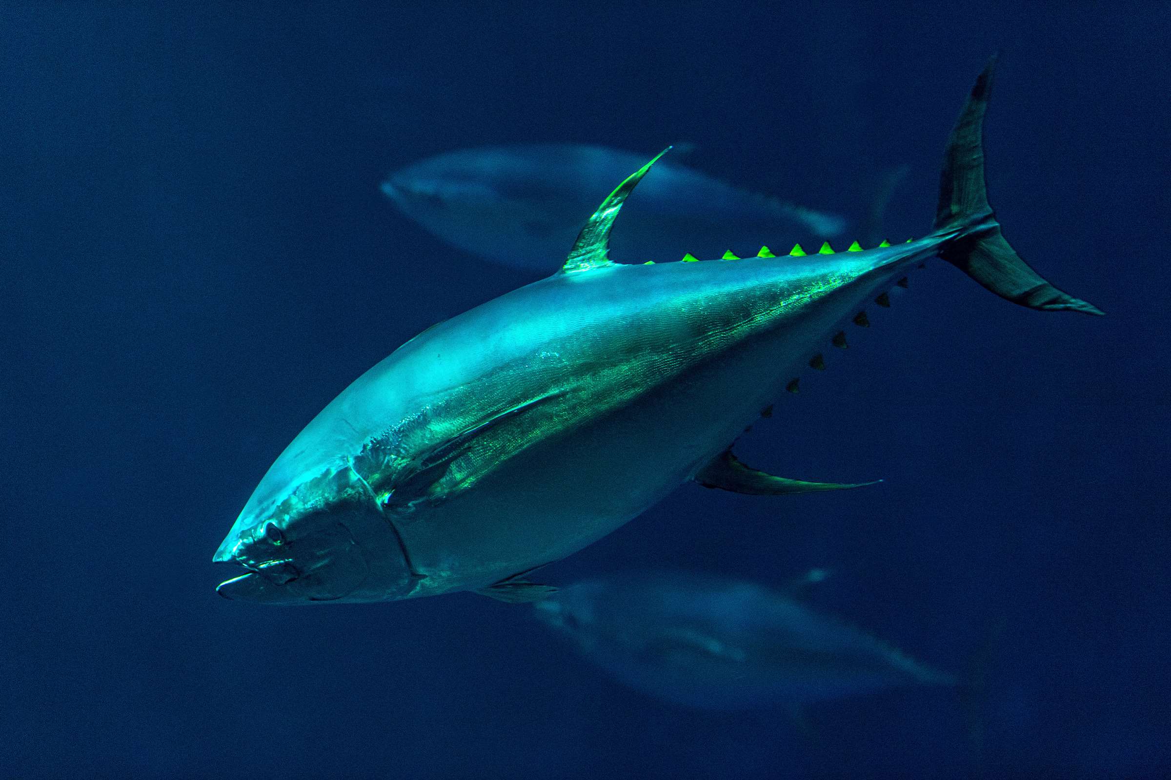 Tips for choosing sustainable canned tuna | Seafood Watch