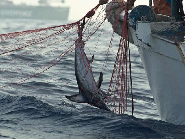 Protect human rights | Seafood basics | Seafood Watch