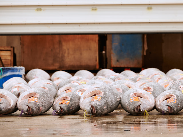 Sustainable cod and haddock guide | Seafood Watch