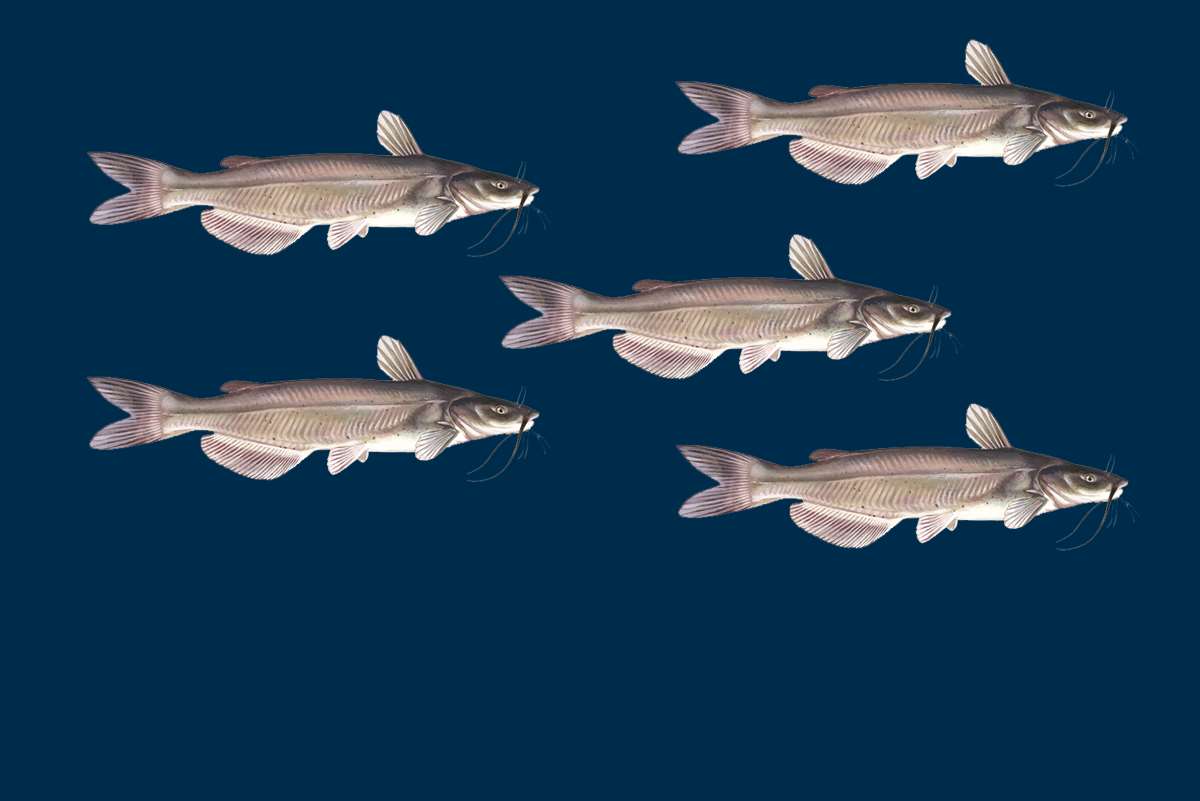 Southern Fried U.S. Catfish Recipe | Seafood Watch