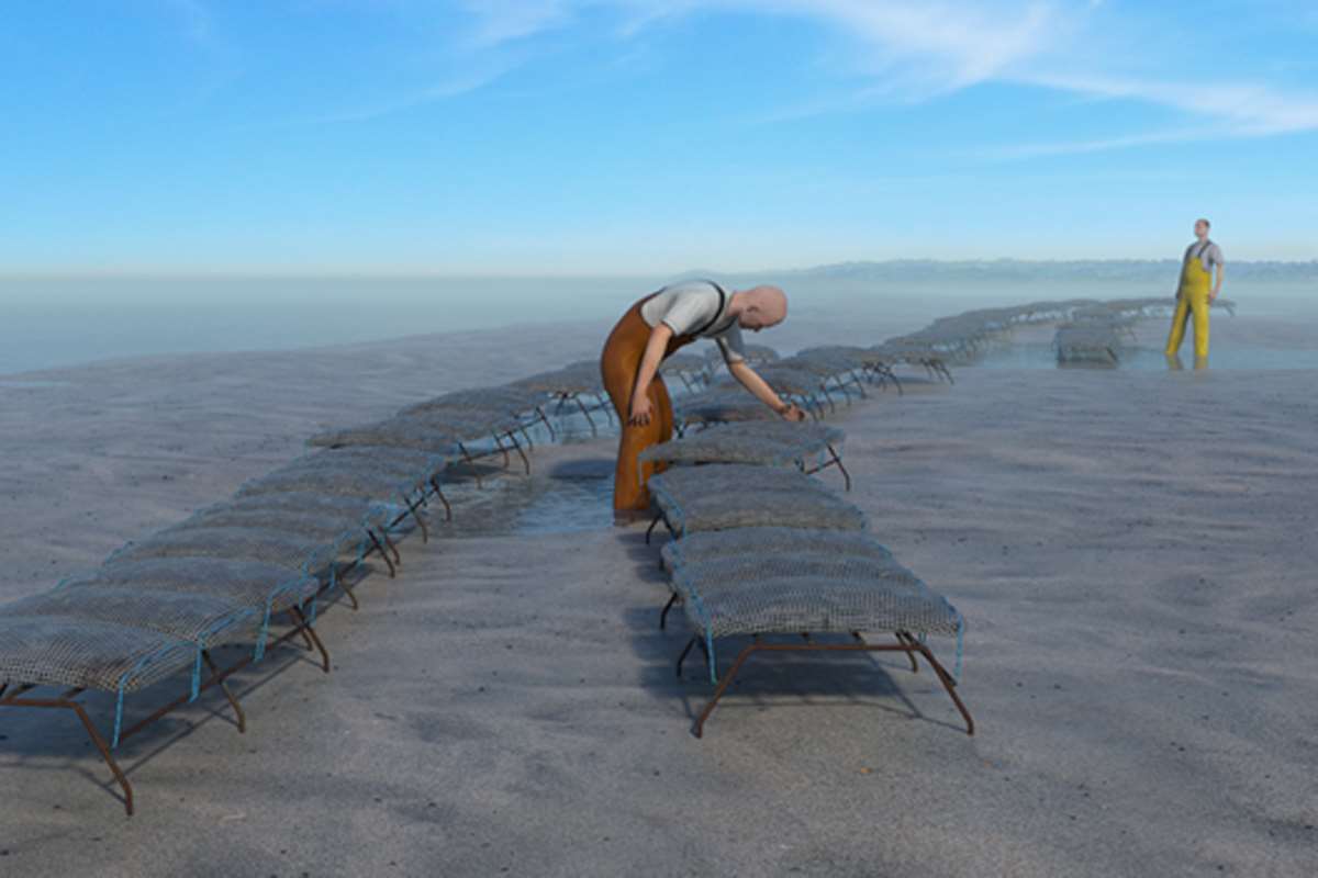 Super Green List | Healthy and sustainable farmed mussels | Seafood Watch