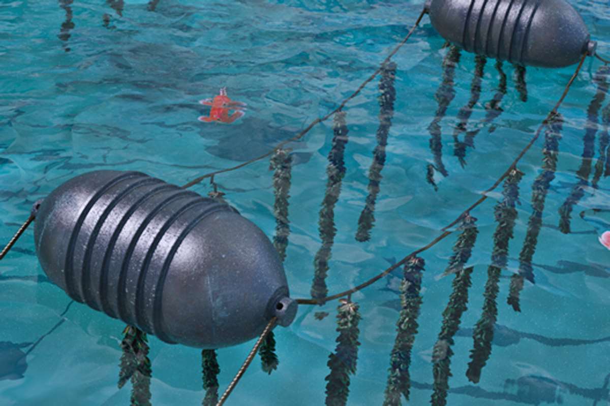 Super Green List | Healthy and sustainable farmed mussels | Seafood Watch