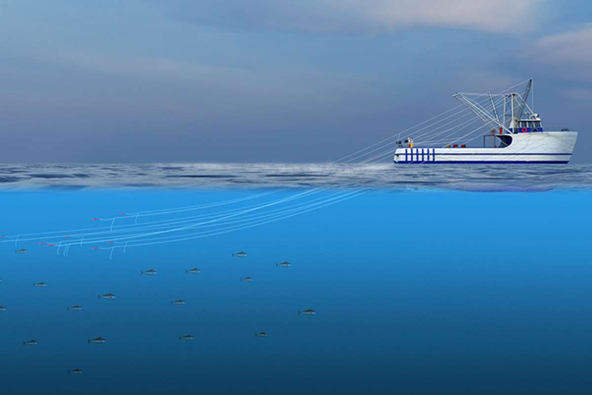 Super Green List | Healthy and sustainable albacore tuna caught with ...