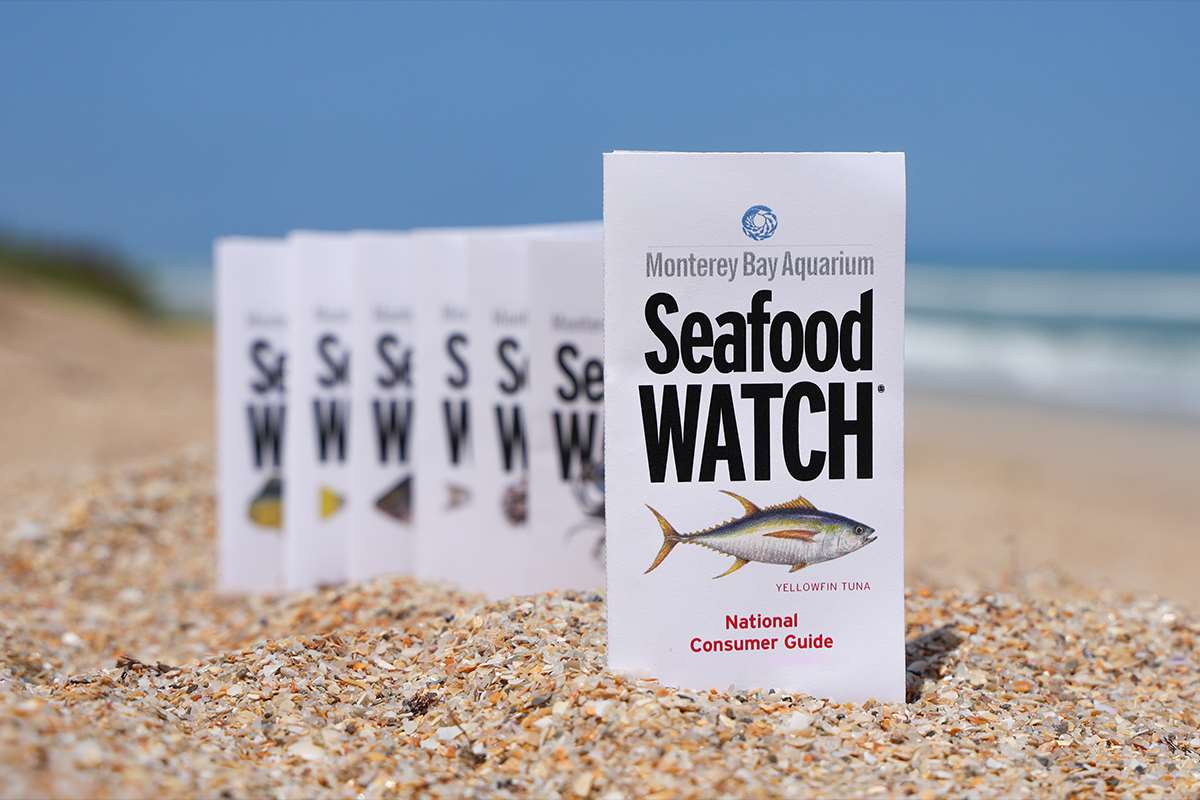 Sustainable solutions | Seafood Watch