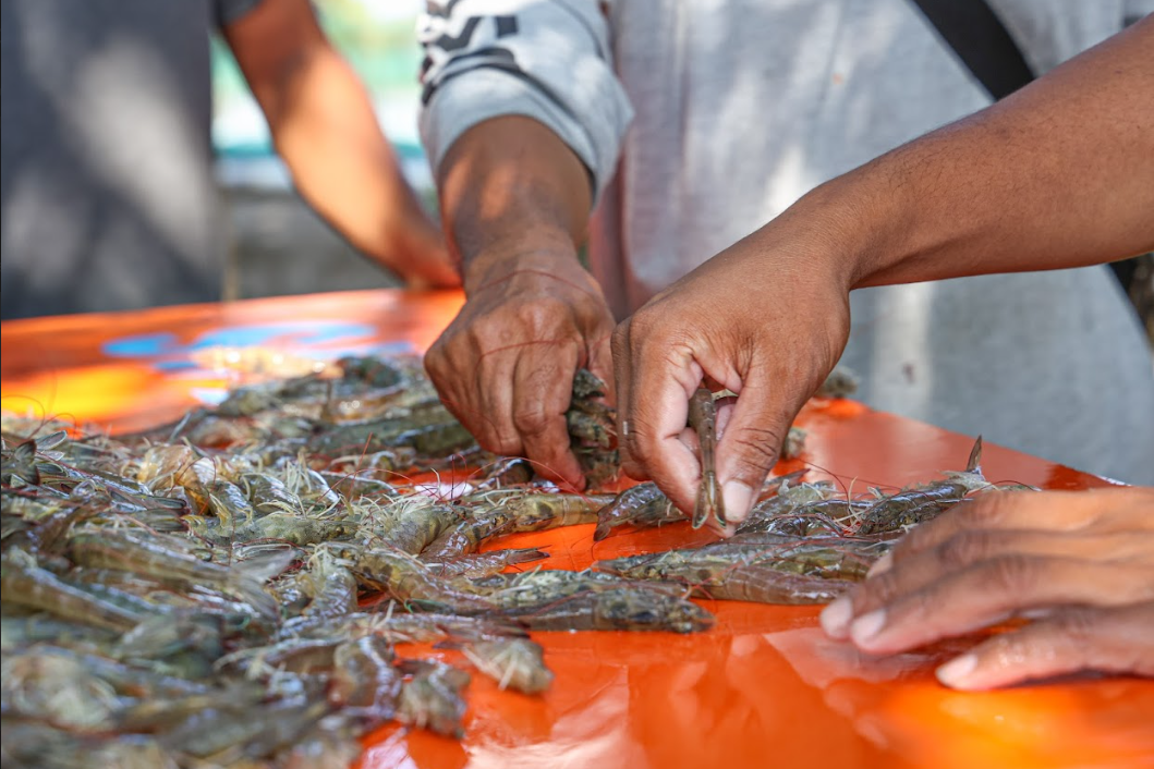 Farmed shrimp in Indonesia | Our projects | Seafood Watch