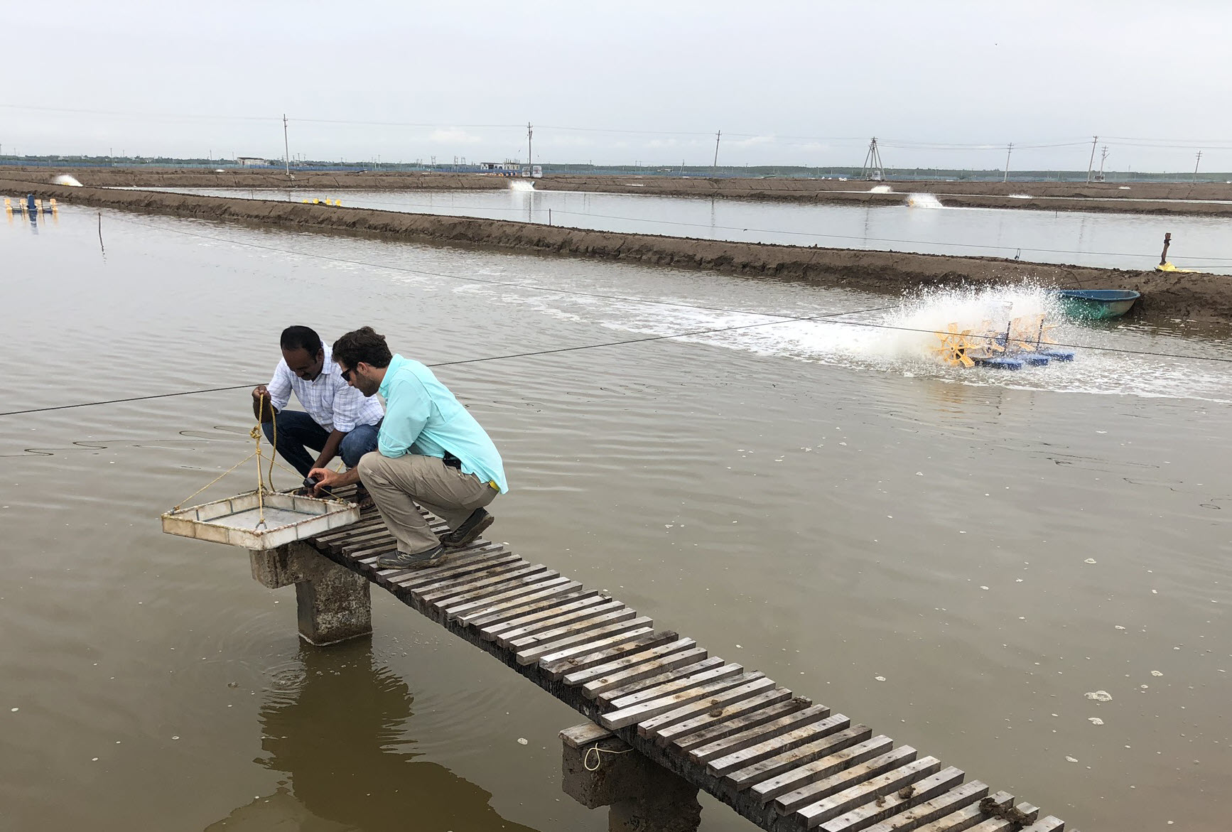 Shrimp farming in a changing climate | Stories | Seafood Watch