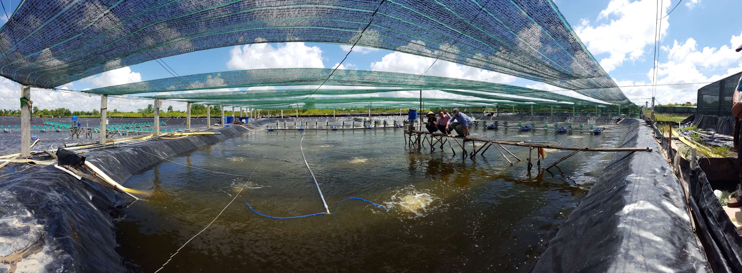 Supporting shrimp farm sustainability | Stories | Seafood Watch