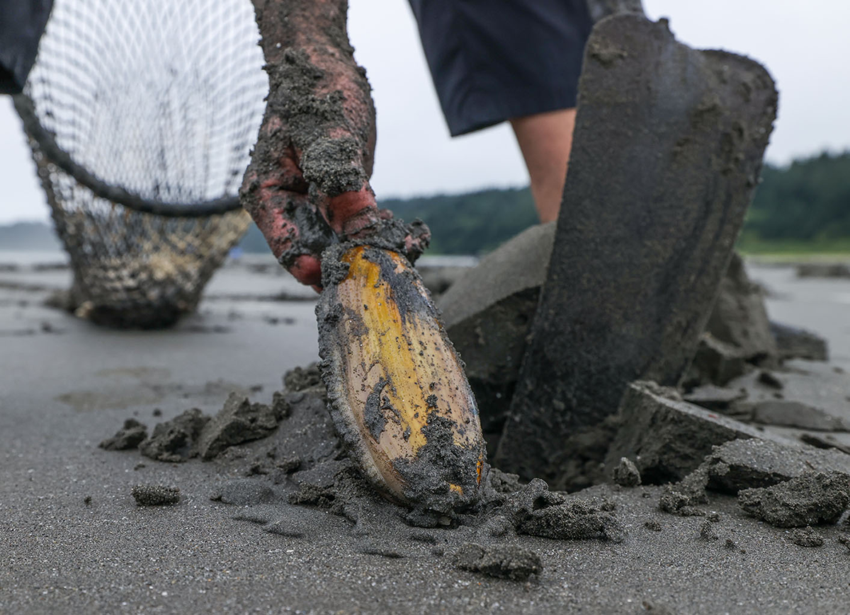 Quinault Indian Nation razor clam harvest| Stories | Seafood Watch