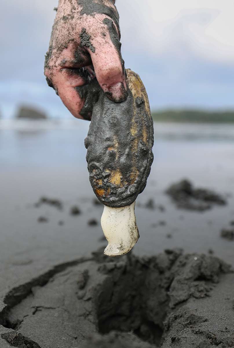 Quinault Indian Nation razor clam harvest| Stories | Seafood Watch