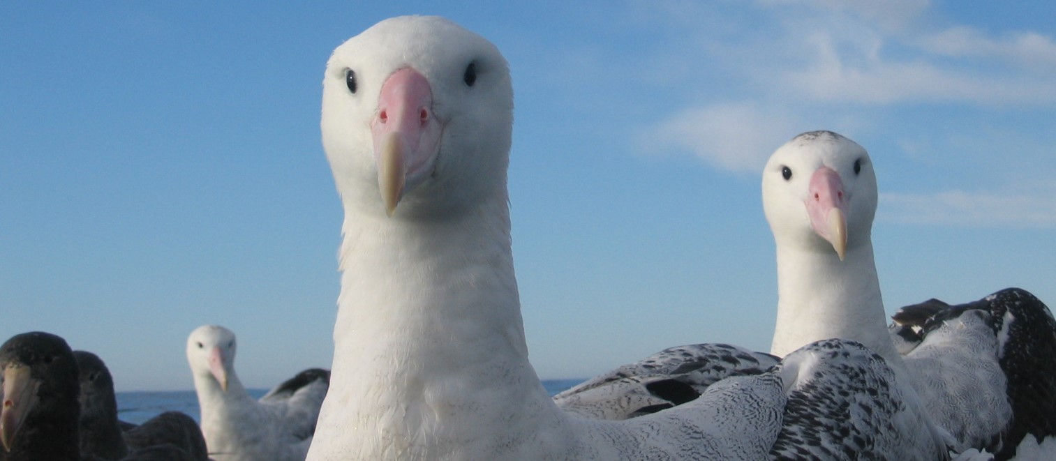 Can birds be unintended victims of fishing? | Stories | Seafood Watch