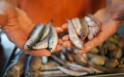 What is sustainable seafood? | Seafood basics | Seafood Watch