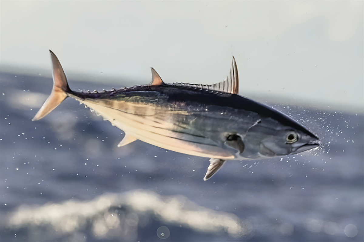 Super Green List | Healthy and sustainable albacore tuna caught with ...