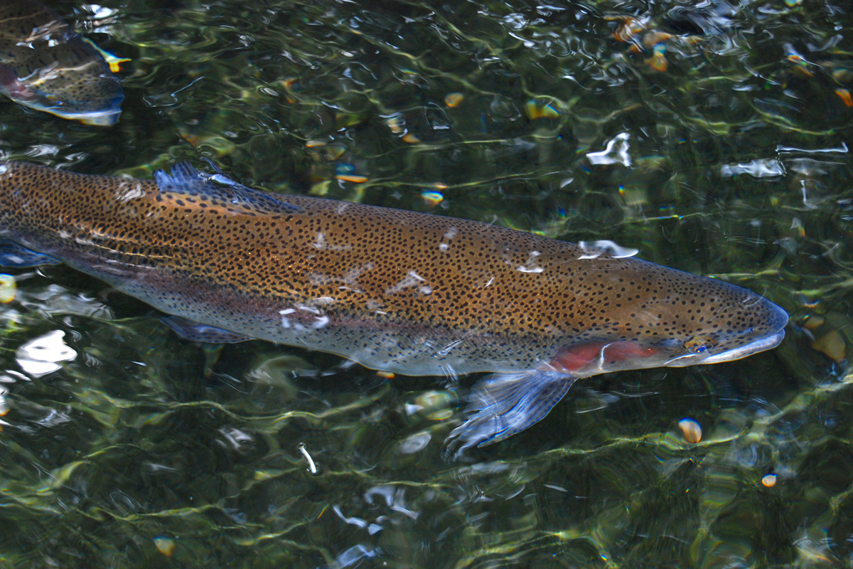 Super Green List | Healthy and sustainable U.S. farmed rainbow trout ...
