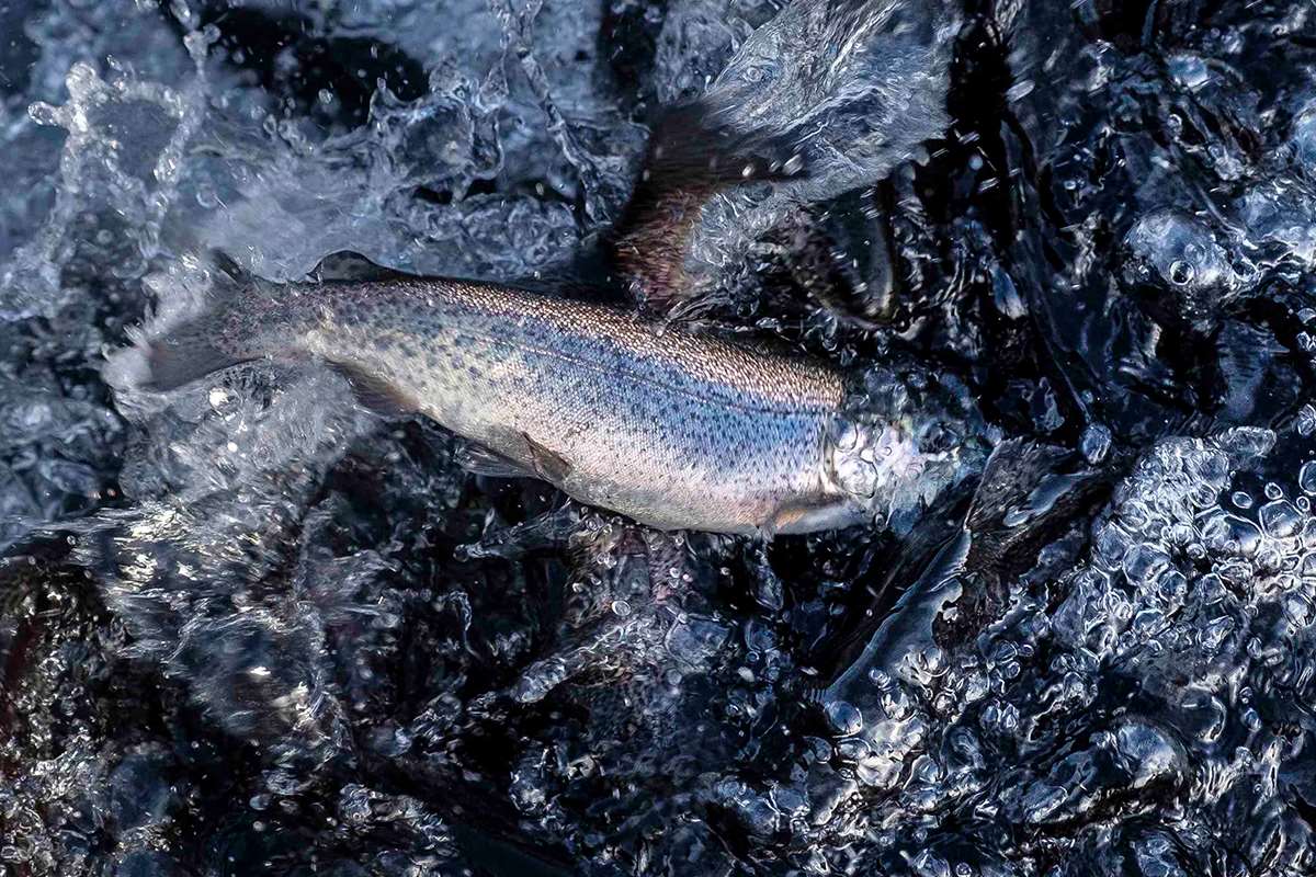 Super Green List | Healthy and sustainable U.S. farmed rainbow trout ...