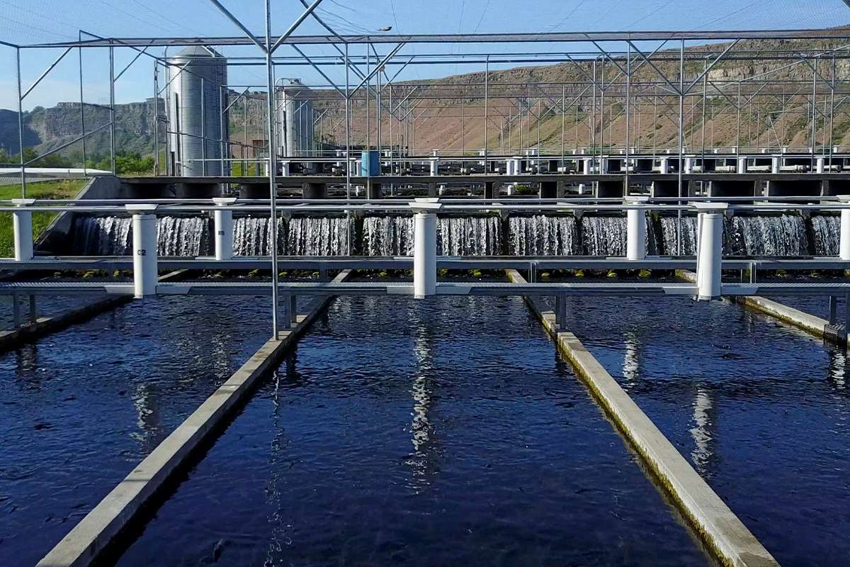 Super Green List | Healthy and sustainable U.S. farmed rainbow trout ...