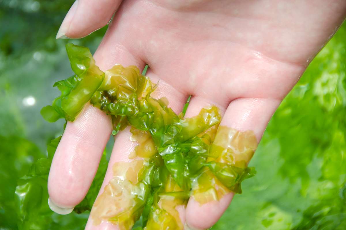 green seaweed examples
