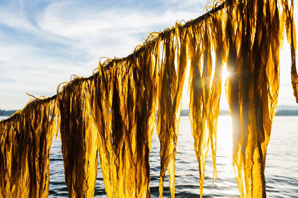 Super Green List | Healthy and environmentally sustainable seafood ...