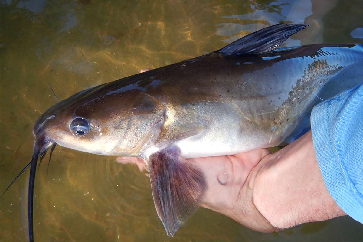 Super Green List | Healthy and sustainable U.S. farmed catfish ...
