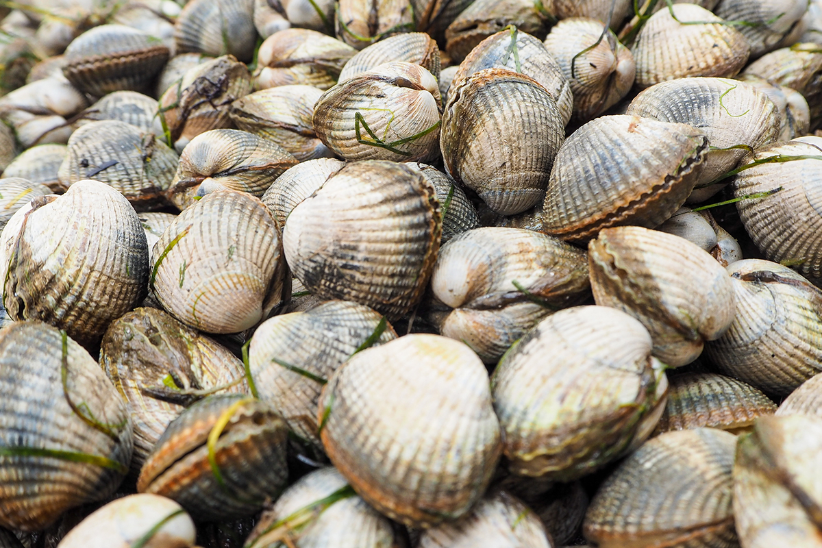 Super Green List | Healthy and sustainable farmed clams | Seafood Watch