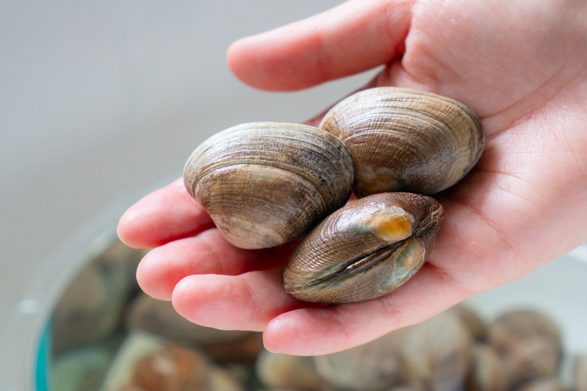 Super Green List | Healthy and sustainable farmed clams | Seafood Watch