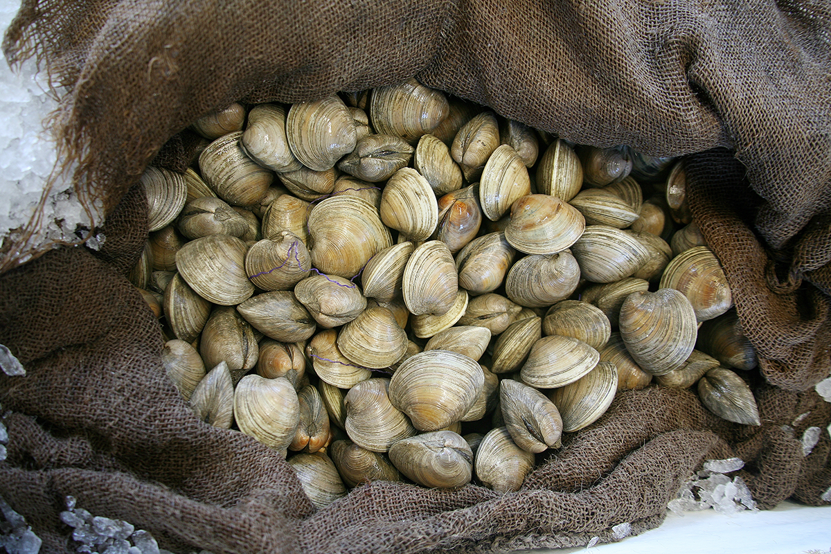 Super Green List | Healthy and sustainable farmed clams | Seafood Watch