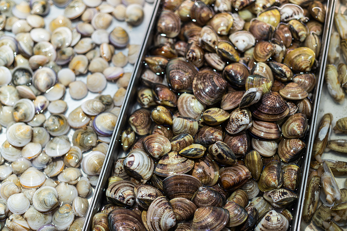 Super Green List | Healthy and sustainable farmed clams | Seafood Watch