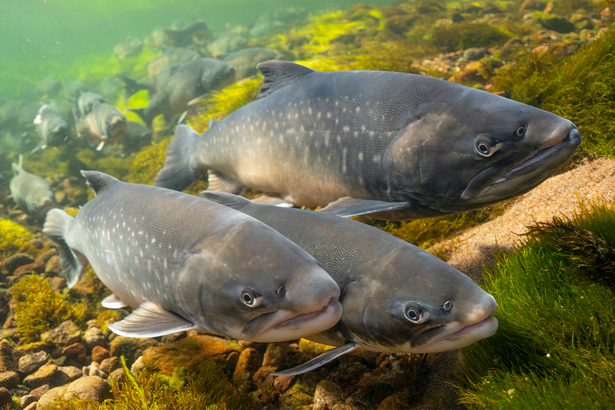 Super Green List | Healthy and sustainable Arctic char | Seafood Watch