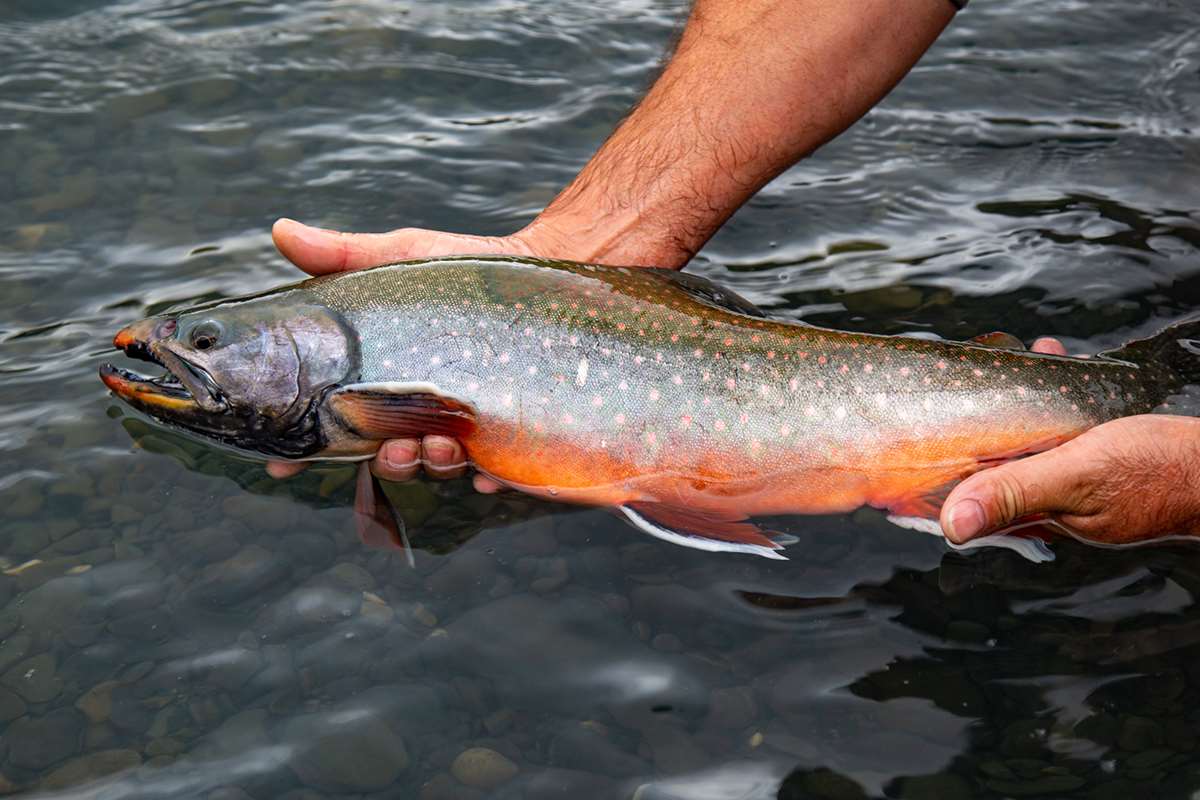 Super Green List | Healthy and sustainable Arctic char | Seafood Watch