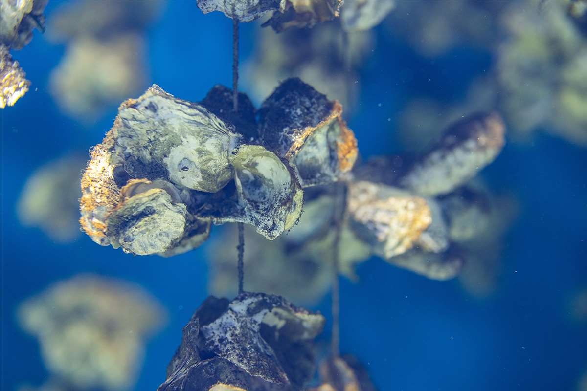 Super Green List | Healthy and environmentally sustainable seafood ...