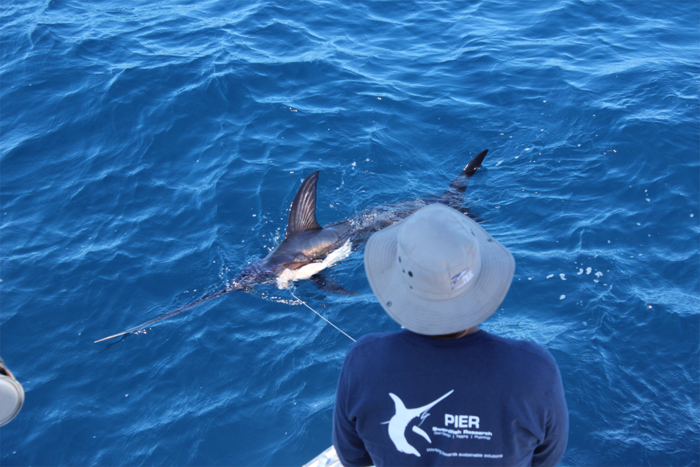 Swordfish fisheries rated Best Choice | Stories | Seafood Watch