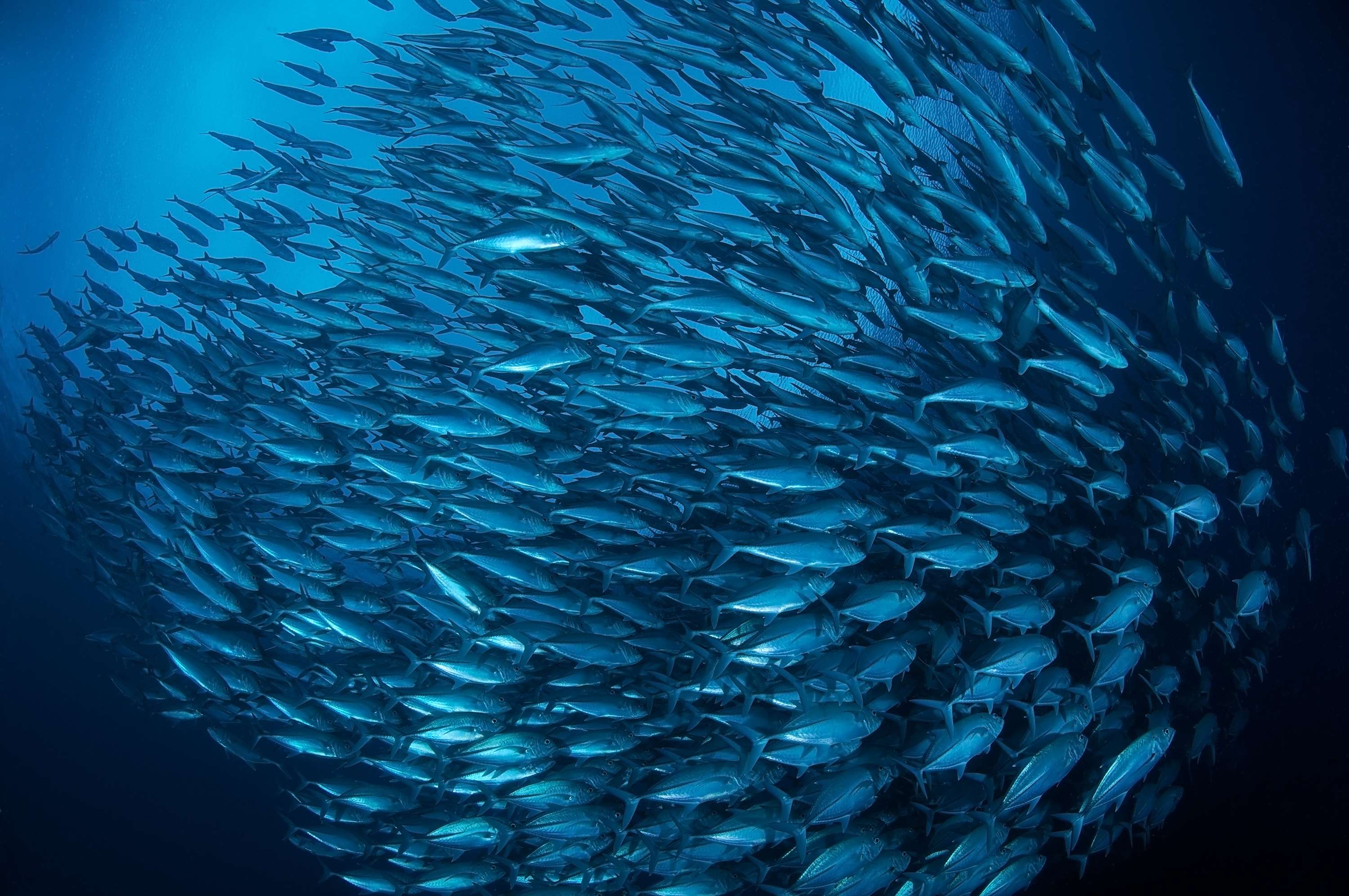 National Seafood Watch Guide | Seafood Watch