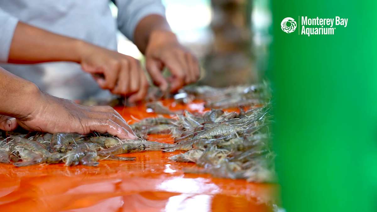 Farmed shrimp in Indonesia | Our projects | Seafood Watch